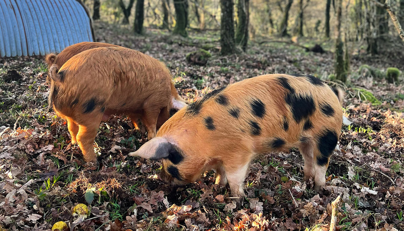 The Farm | Treveddoe is a small working regenerative farm